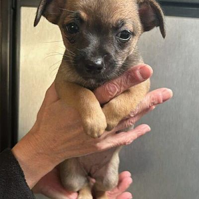 Redmond, WA - Chihuahua/Pomeranian. Meet Rose Lorkowski a Pet for ...