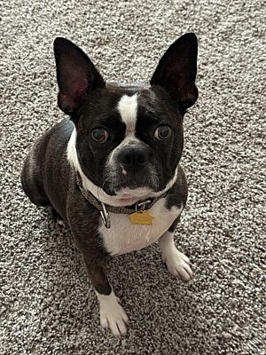 La Quinta, CA - Boston Terrier. Meet Zoe a Pet for Adoption - AdoptaPet.com