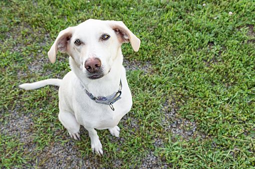 Indiana, PA - Labrador Retriever/Hound (Unknown Type). Meet Caramel a ...