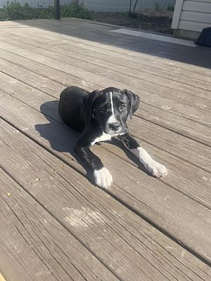 Hanover, PA - Labrador Retriever/Mixed Breed (Medium). Meet Bailey a ...