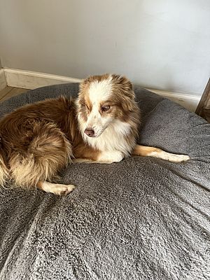 Simi Valley, CA - Australian Shepherd/Australian Shepherd. Meet Jelly ...