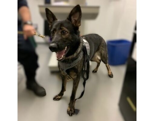 Seattle, WA - German Shepherd Dog/Mixed Breed (Medium). Meet Masha a ...