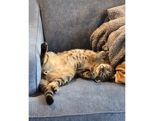 Atlanta, GA - Tabby. Meet Cilantro a Pet for Adoption - AdoptaPet.com