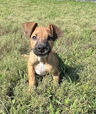 Jefferson City, MO - Mixed Breed (Medium). Meet Beau a Pet for Adoption ...