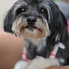 Maltere Puppies - Maltese Rescue and Adoption Near You