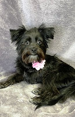 Lodi, CA - Brussels Griffon/Yorkie, Yorkshire Terrier. Meet B-Bee a Pet ...