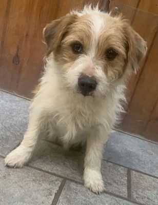 Mishawaka, IN - Jack Russell Terrier/Miniature Poodle. Meet Jackadoodle ...