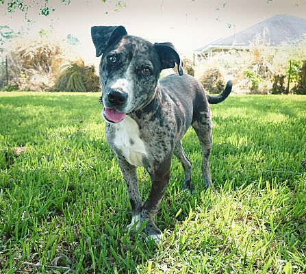 Beaumont, TX - Catahoula Leopard Dog. Meet Harris a Pet for Adoption ...