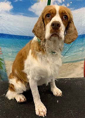 Westminster, MD - Cocker Spaniel. Meet Caramel a Pet for Adoption ...