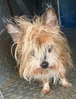 Shawnee, OK - Yorkie, Yorkshire Terrier. Meet Cici a Pet for Adoption ...