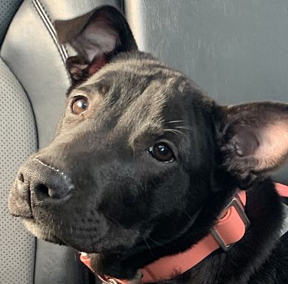 La Mesa, CA - Belgian Malinois/Labrador Retriever. Meet Penelope a Pet ...