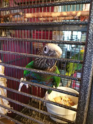 Concord, CA - Parrot - Other. Meet Hawkeye a Pet for Adoption ...