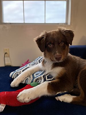 Columbia, MO - Anatolian Shepherd. Meet Lasha a Pet for Adoption ...
