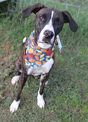 Boerne, TX - Catahoula Leopard Dog. Meet Dakota a Pet for Adoption ...