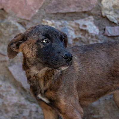 San Francisco, CA - Belgian Malinois/Mixed Breed (Medium). Meet Scamp a ...