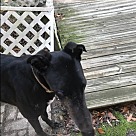 Greyhound Puppies - Greyhound Rescue and Adoption Near You