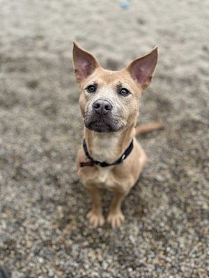 St. Clair Shores, MI - Shiba Inu/Terrier (Unknown Type, Medium). Meet ...