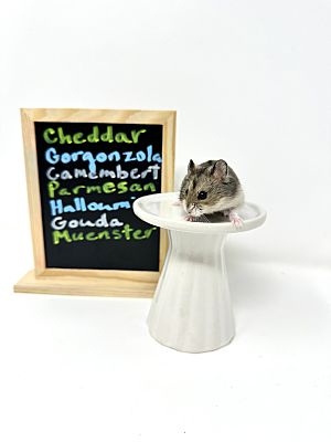 Camarillo, CA - Hamster. Meet Halloumi a Pet for Adoption - AdoptaPet.com