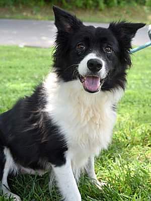 Virginia beach, VA - Border Collie. Meet Dixie sweetheart a Pet for ...