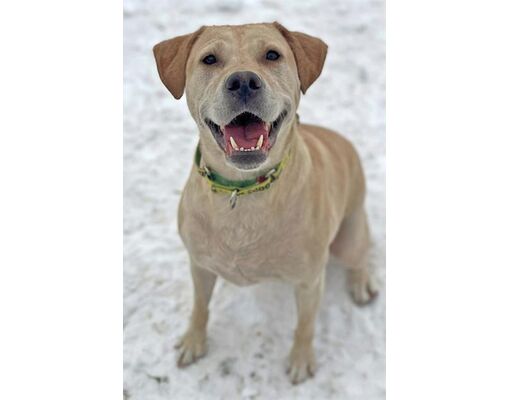 Ogden, UT - Labrador Retriever. Meet OAKLEY a Pet for Adoption ...