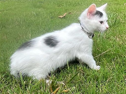 Norfolk, VA - Domestic Shorthair. Meet KITTEN PIXIE a Pet for Adoption ...