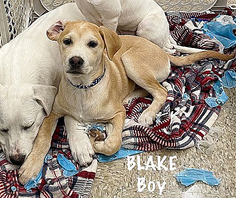 Johnston, RI - Australian Cattle Dog/Beagle. Meet Blake KA a Pet for ...