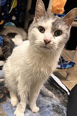 Duluth, MN - Domestic Shorthair. Meet Ruthie / Paris a Pet for Adoption ...