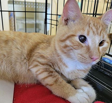 Plano, TX - Domestic Mediumhair. Meet Muffy a Pet for Adoption ...