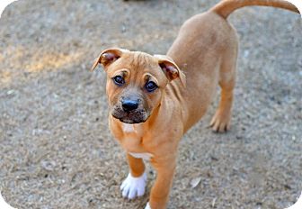 Rhodesian Ridgeback Bulldog Mix