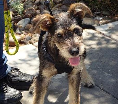 Lathrop, CA - Airedale Terrier. Meet Phelps a Pet for Adoption ...