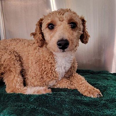 Norfolk, VA - Miniature Poodle/Cavalier King Charles Spaniel. Meet ...