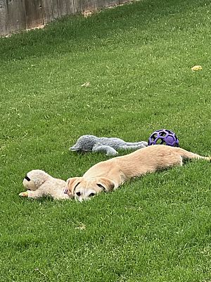 Columbus, OH - Beagle/Labrador Retriever. Meet MADDIE a Pet for ...