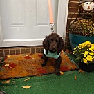 Cocker Spaniel Puppies - Rescue and Adoption Near You