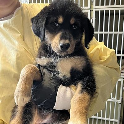 Mission, KS - Husky/Poodle (Standard). Meet Stage 5 Clinger a Pet for ...
