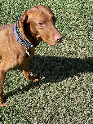 North Port, FL - Vizsla. Meet Mischief a Pet for Adoption - AdoptaPet.com