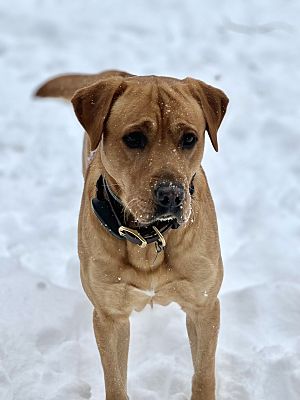 Mount Juliet, TN - Labrador Retriever. Meet Teddy a Pet for Adoption ...