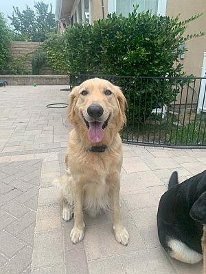 Simi Valley, CA - Shepherd (Unknown Type)/Golden Retriever. Meet Max a ...