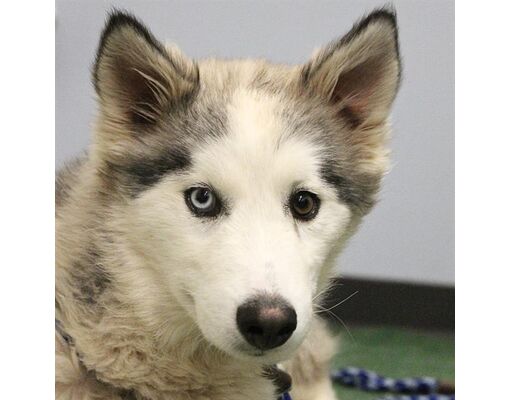 Albuquerque, NM - Husky. Meet SCARLETT a Pet for Adoption - AdoptaPet.com