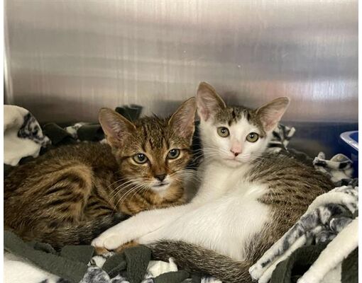 Raleigh, NC - Domestic Shorthair. Meet STANLEY a Pet for Adoption ...