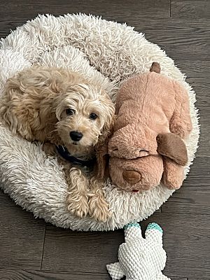 Laurel, MD - Cockapoo. Meet Marley a Pet for Adoption - AdoptaPet.com