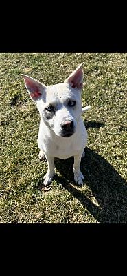Manchester, NH - Husky/Labrador Retriever. Meet Ghost a Pet for ...