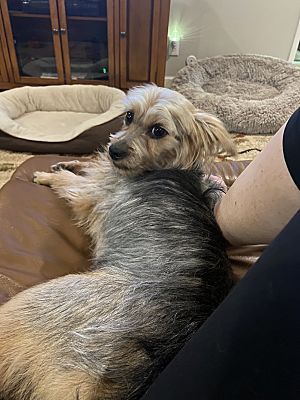 Concord, CA - Yorkie, Yorkshire Terrier/Terrier (Unknown Type, Medium ...