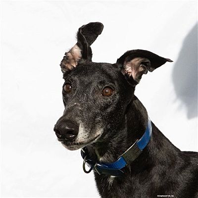 Woodinville, WA - Greyhound. Meet Bill a Pet for Adoption - AdoptaPet.com