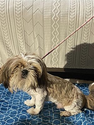Waterbury, CT - Shih Tzu. Meet Carson/ADOPTED a Pet for Adoption ...