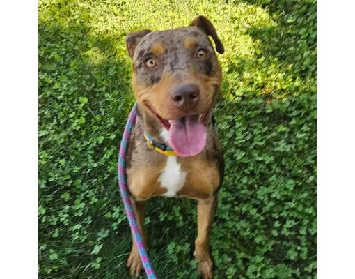 Sacramento, CA - Catahoula Leopard Dog. Meet *ORANGE BLOSSOM a Pet for ...