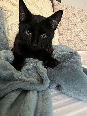 Mableton, GA - Tabby. Meet Janet a Pet for Adoption - AdoptaPet.com