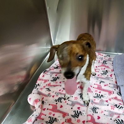 Spokane Valley, WA - Mixed Breed (Small). Meet Yuno a Pet for Adoption ...