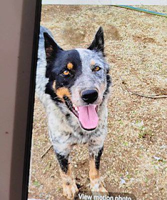 Perris, CA - Australian Cattle Dog. Meet Smithers a Pet for Adoption ...