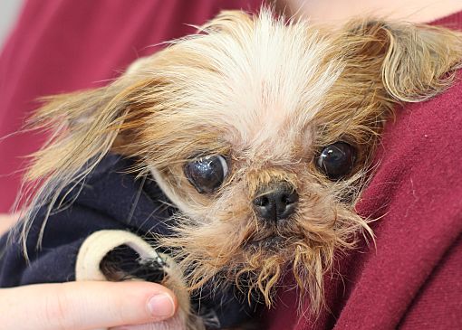 Bryan, TX - Pekingese/Yorkie, Yorkshire Terrier. Meet Gidget (3.4 ...