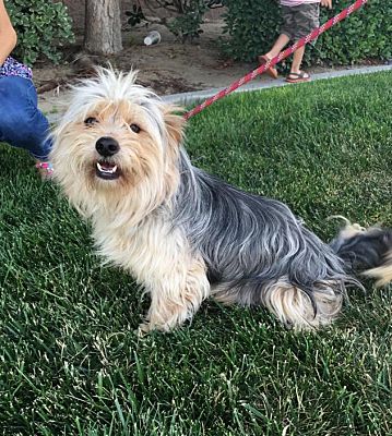 Bakersfield, CA - Yorkie, Yorkshire Terrier/Cairn Terrier. Meet Fuzzy ...